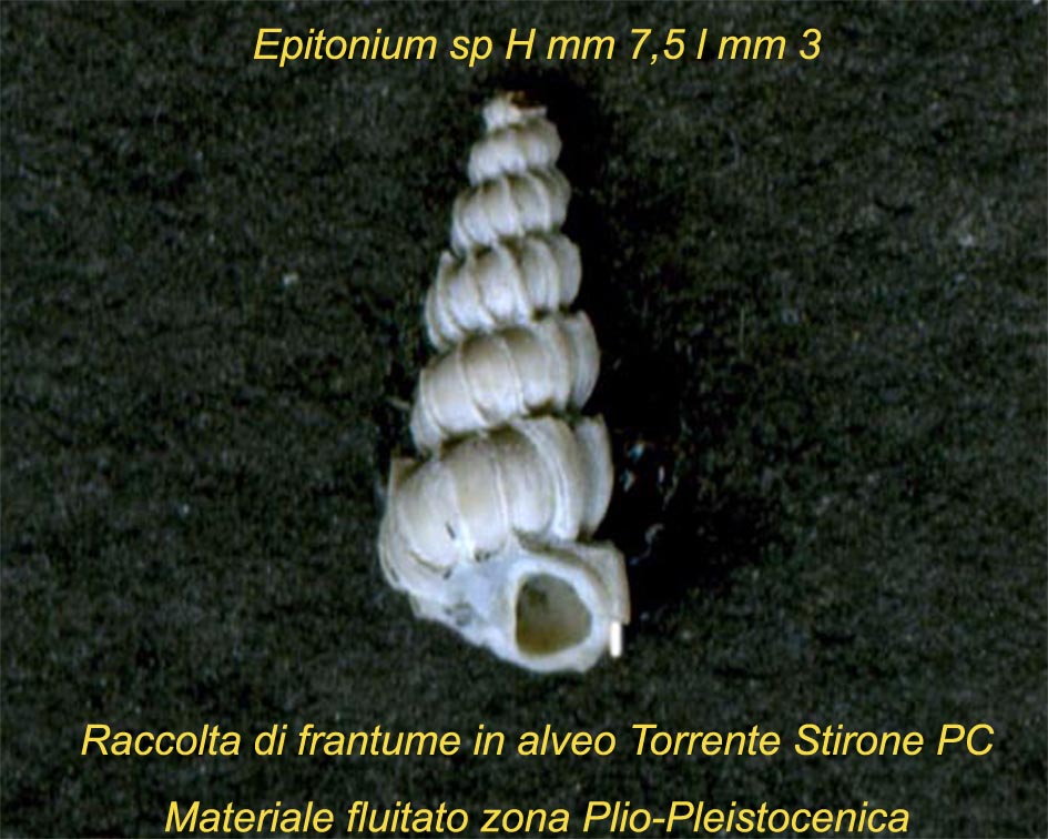 Epitonium sp? , Natura Mediterraneo | Forum Naturalistico
